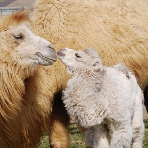 Do You Think Your Synthetic Comforter Is Safe From Dust Mites ...